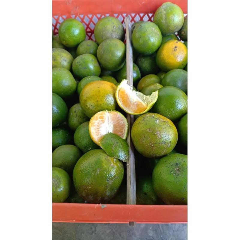 Jual Jeruk Peras Semboro (Fresh 1kg) | Shopee Indonesia