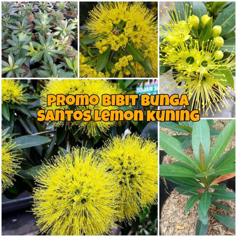 Jual BIBIT BUNGA SANTOS LEMON KUNING ORIGINAL | Shopee Indonesia