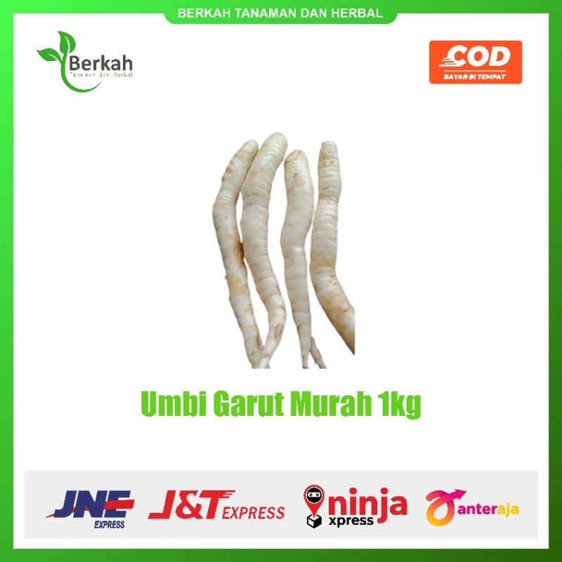 Jual Umbi Garut Segar 1kg - Obat Asam Lambung Gerd - 500gram | Shopee ...