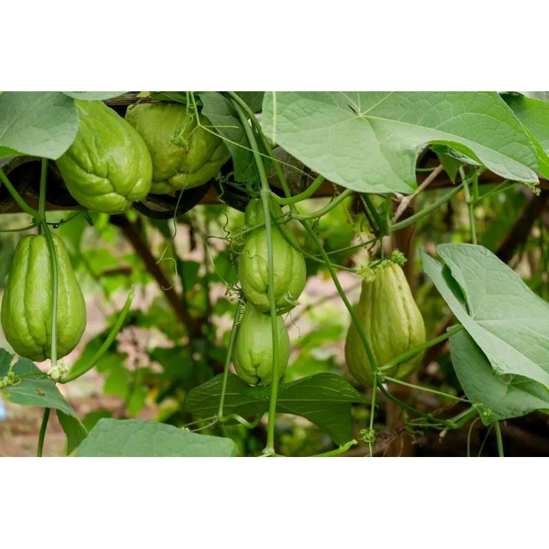 Jual labu siam/gamas kecil 1kg fresh | Shopee Indonesia