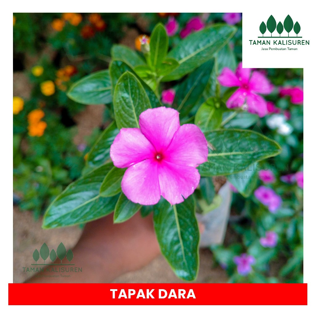 Jual Tanaman Hias Tapak Dara Bibit Tanaman Hias tapak dara bunga vinca ...