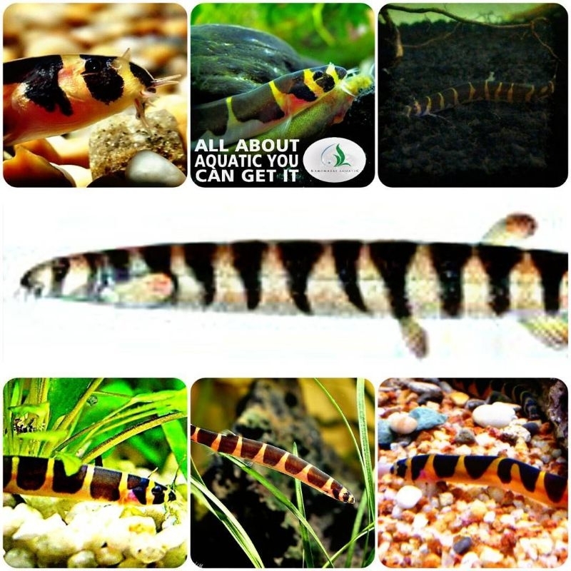 Jual ikan kuhli loach untuk aquarium dan aquascape | Shopee Indonesia