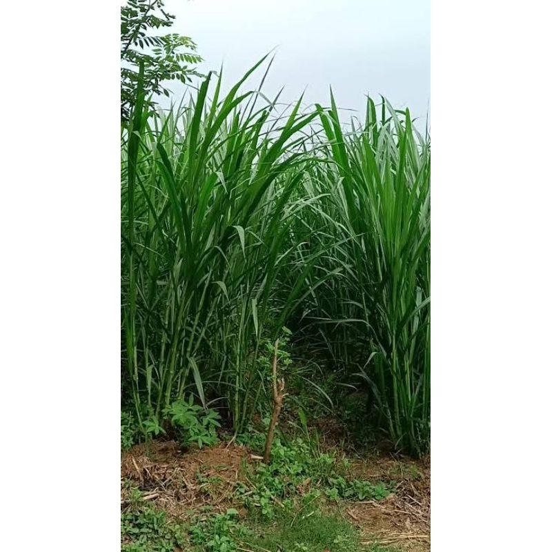 Jual BIBIT RUMPUT PAKCHONG 1 KG PAKCONG | Shopee Indonesia
