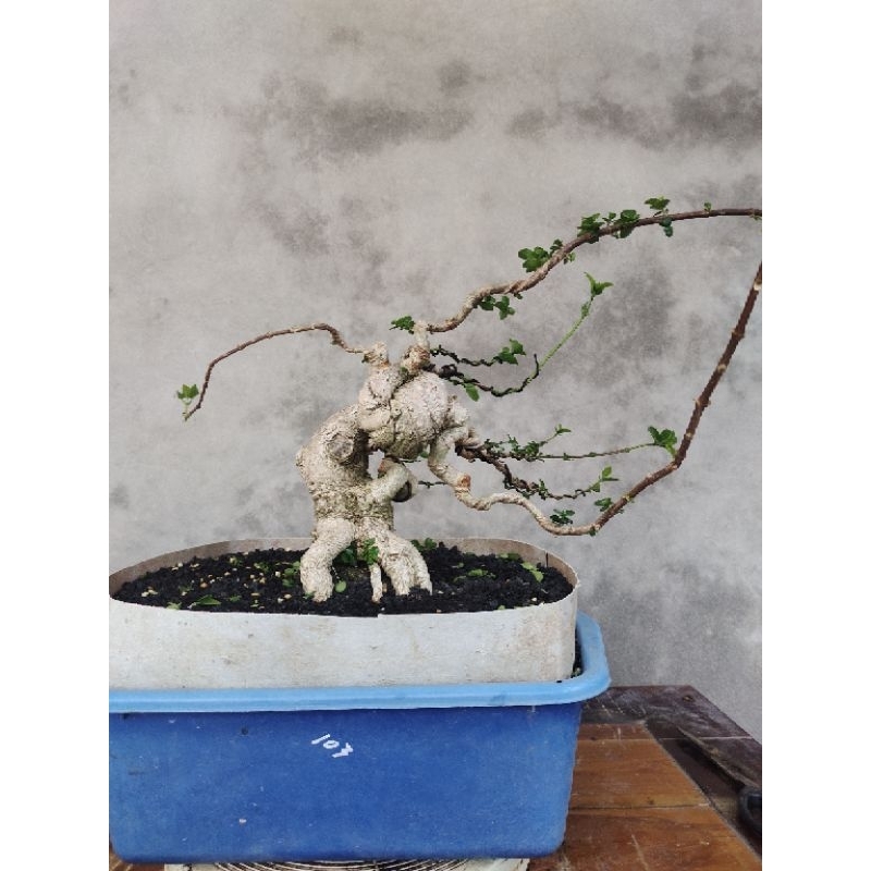 Jual bonsai sancang meliuk split trunk medium | Shopee Indonesia