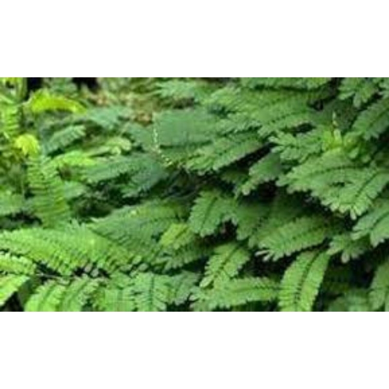 Jual Daun Saga Segar/Daun Saga Herbal/Daun Sariawan/Daun Amandal 5gr ...