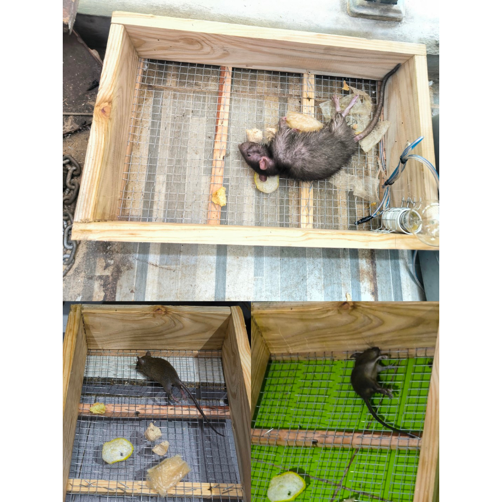 Jual Setrum Tikus Perangkap Jebakan Massal Pengusir Otomatis (Bukan ...