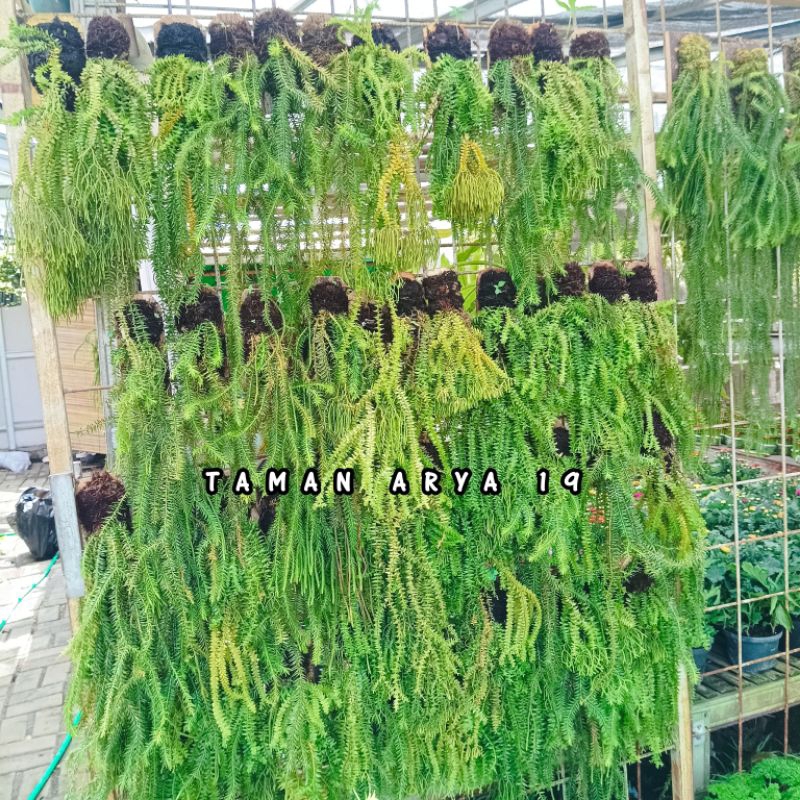 Jual Tanaman kadaka rumbai tanaman gantung rimbun | Shopee Indonesia