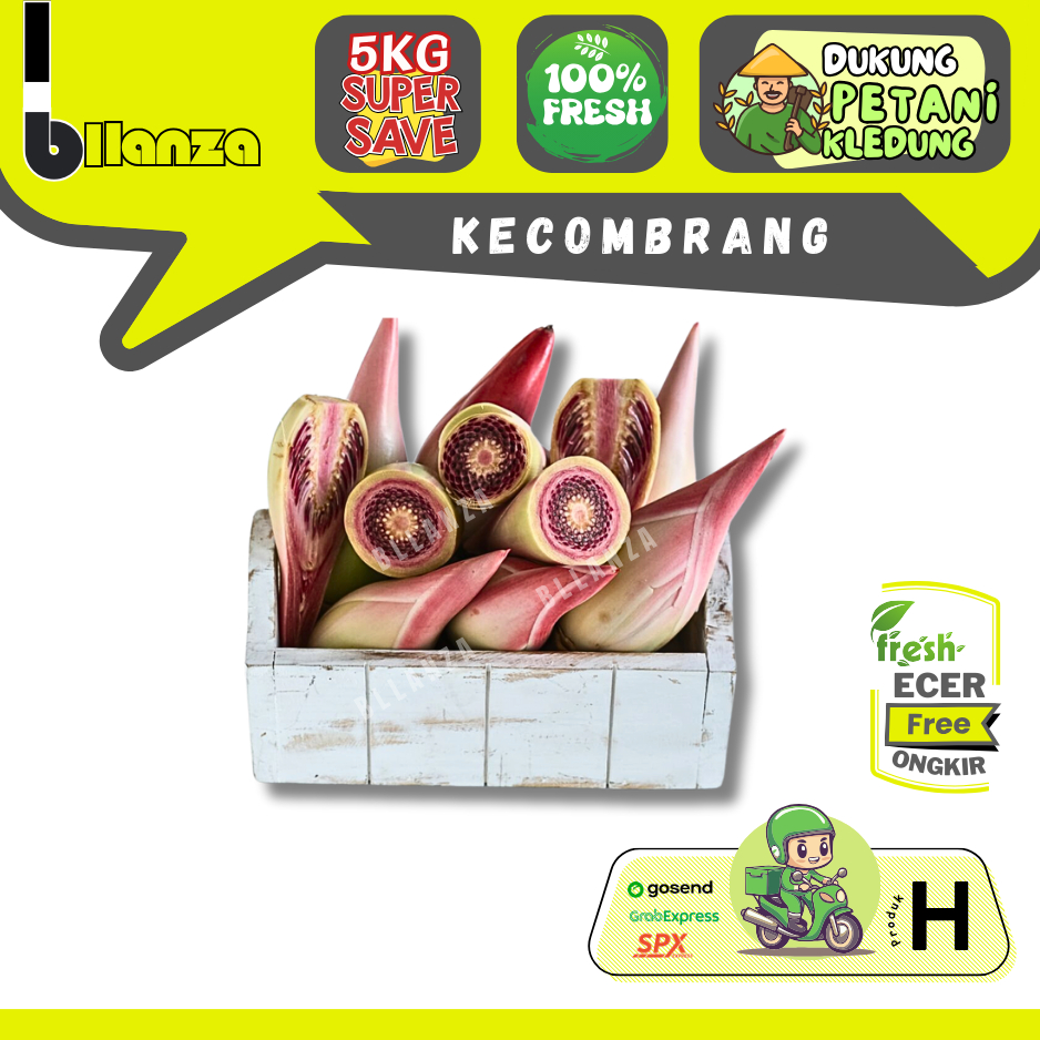 Jual Bllanza | Kecombrang / Bunga Kantan / Kincung / Honje 1 Batang ...