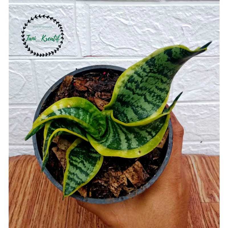 Jual Sansivera twister | Shopee Indonesia