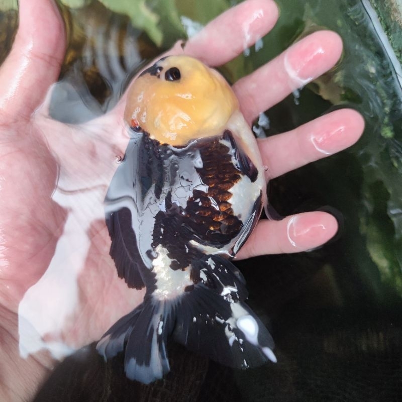 Jual ikan maskoki mas koki Oranda panda | Shopee Indonesia