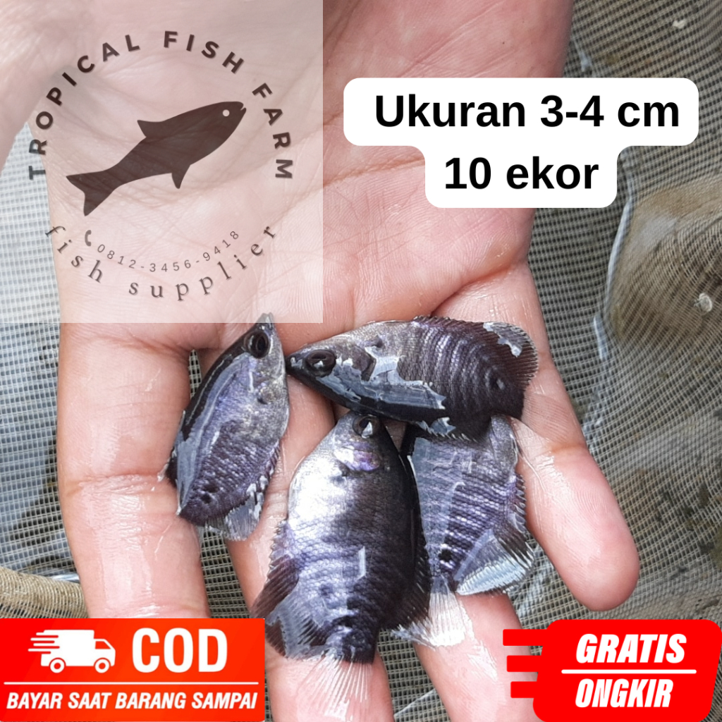 Jual TERLARIS!!! PROMO Bibit Ikan Gurame Soang 3-4 cm Ukuran Ramo Isi ...