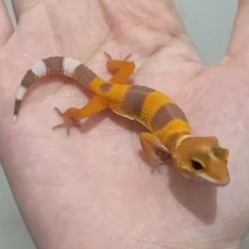 Jual Custom Order Gecko Sunglow ( SUN 24-13 ) | Shopee Indonesia