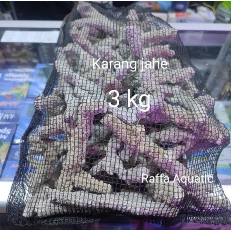 Jual Karang jahe isi 3kg + jaring bio untuk media filter air aquarium ...