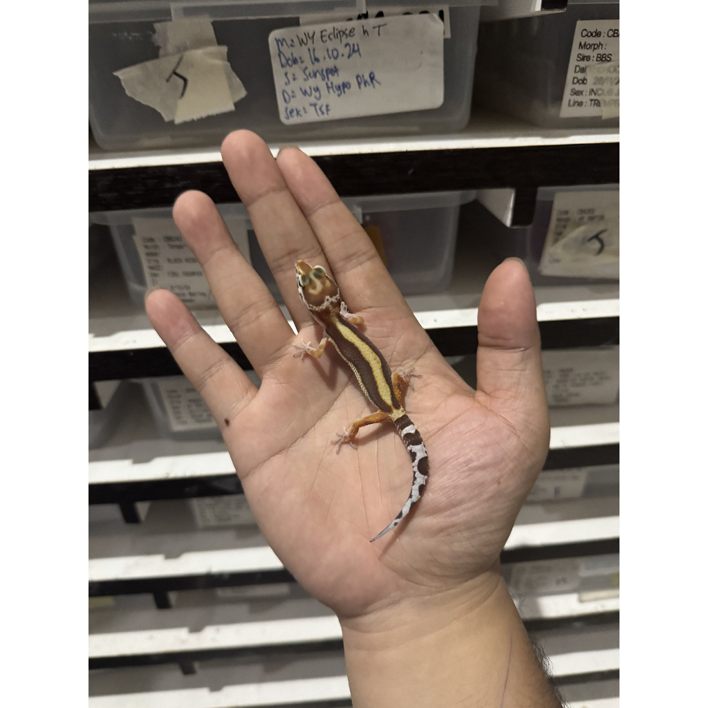 Jual TREMPER RS PH RAPTOR JANTAN CBA321 Mainan Anak Lucu Jinak Gecko ...