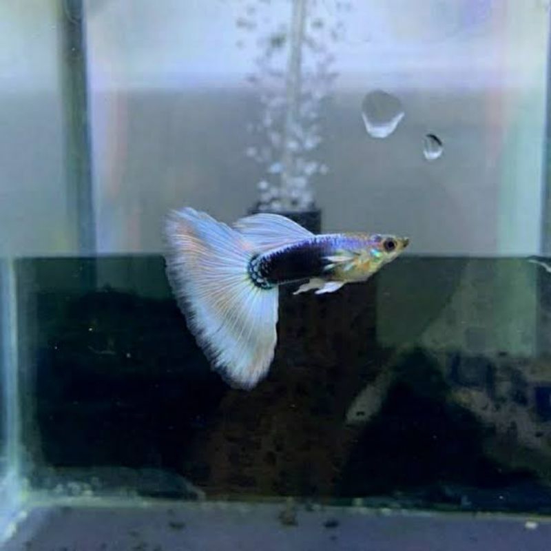 Jual pembersih lantai ikan guppy hb white | Shopee Indonesia