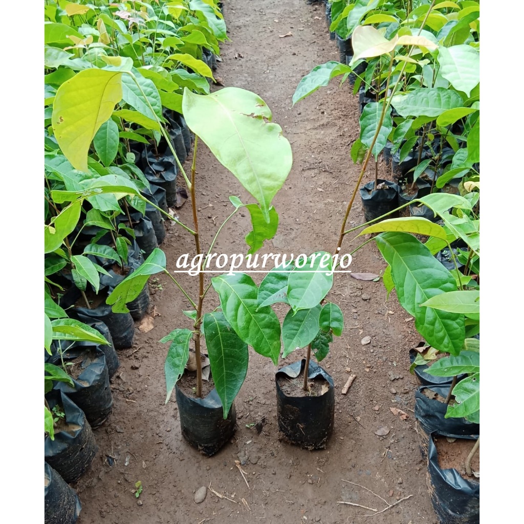 Jual Bibit Tanaman kayu Mahoni Afrika - Kayu Awet Dan Corak Indah ...