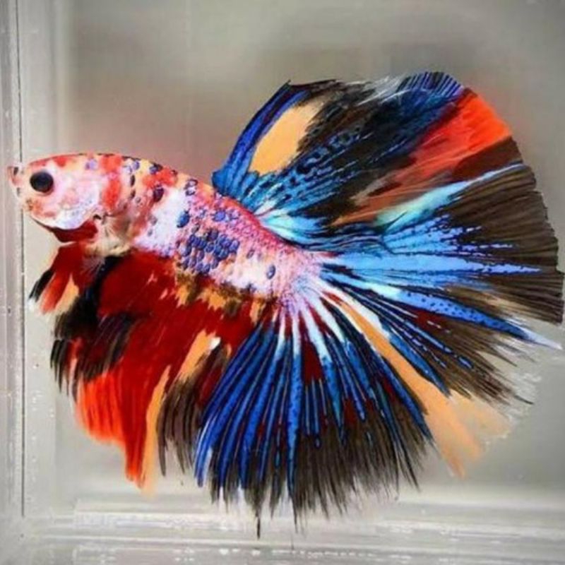 Jual Hm nemo multi | Shopee Indonesia