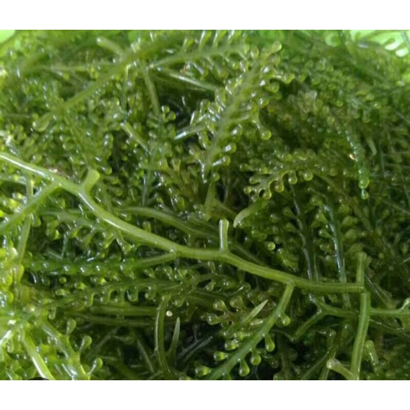 Jual Latoh/lawi lawi/anggur laut/bulung boni/green caviar 1 kg | Shopee ...
