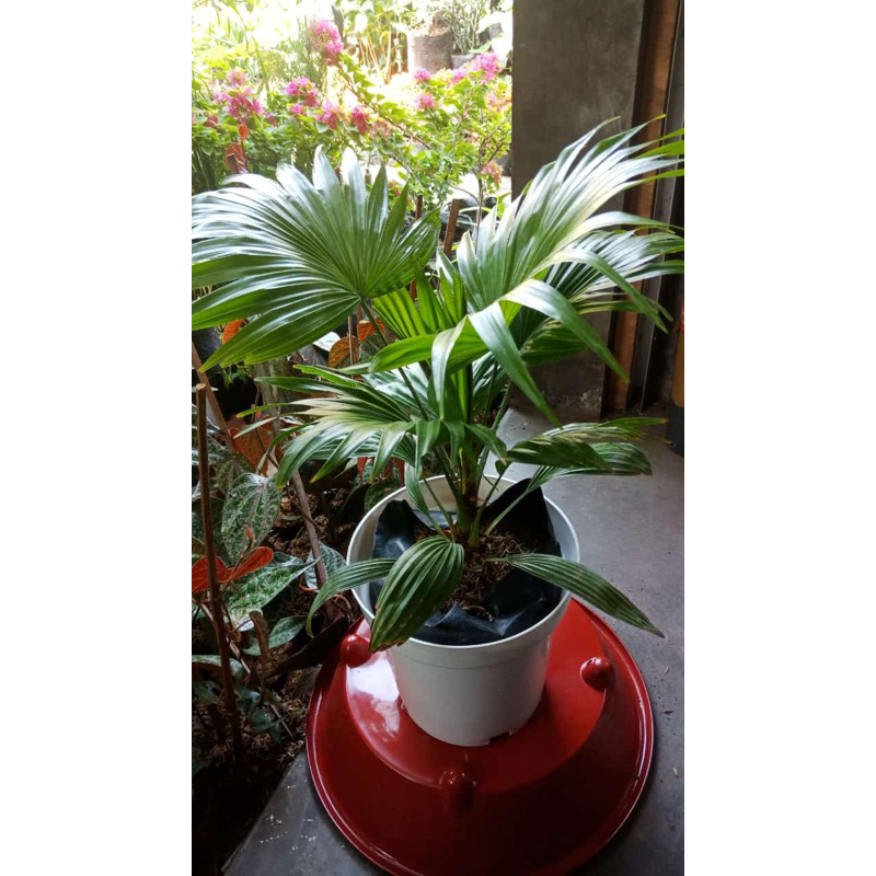 Jual PALEM / TANAMAN PALEM / PALEM BINTANG | Shopee Indonesia