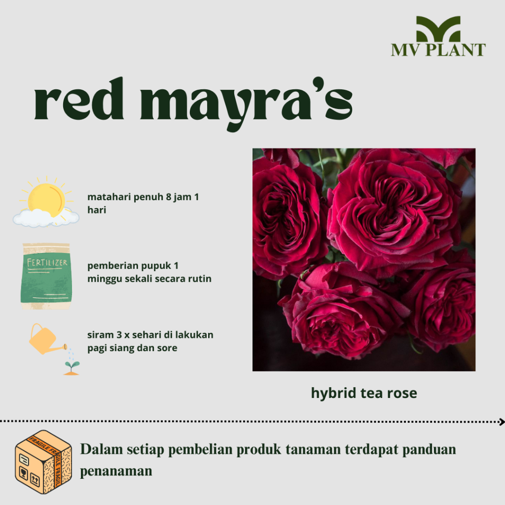 Jual Tanaman Hidup Bunga Mawar Import RED MAYRA-mawar merah-Bunga mawar ...