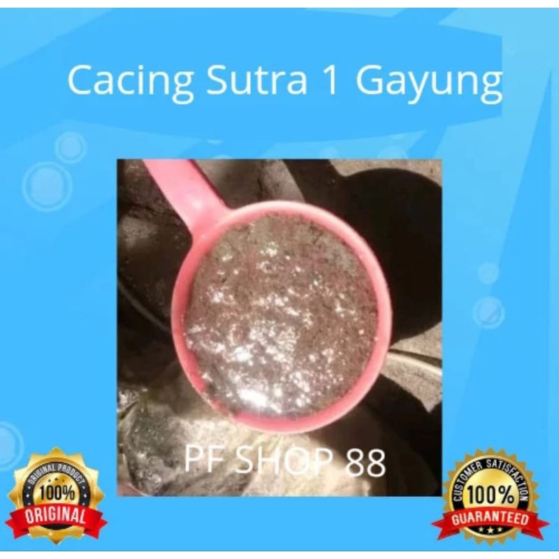 Jual Cacing Sutra Hidup / Casut hidup ukuran 1 gayung | Shopee Indonesia