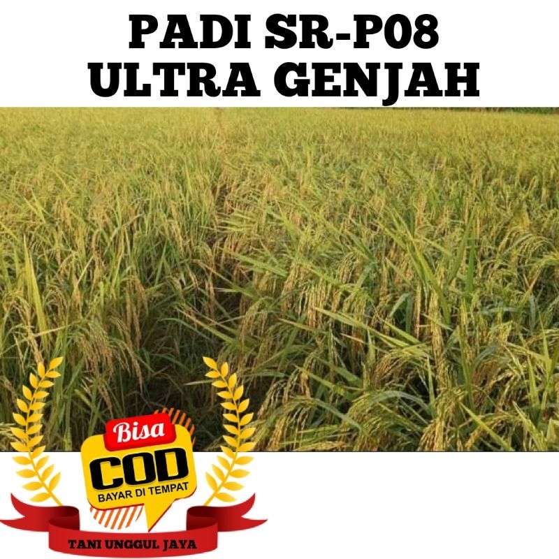 Jual BENIH BIBIT PADI SR P08 ULTRA GENJAH NEW PRODUCT KEMASAN 5 KG | Shopee Indonesia