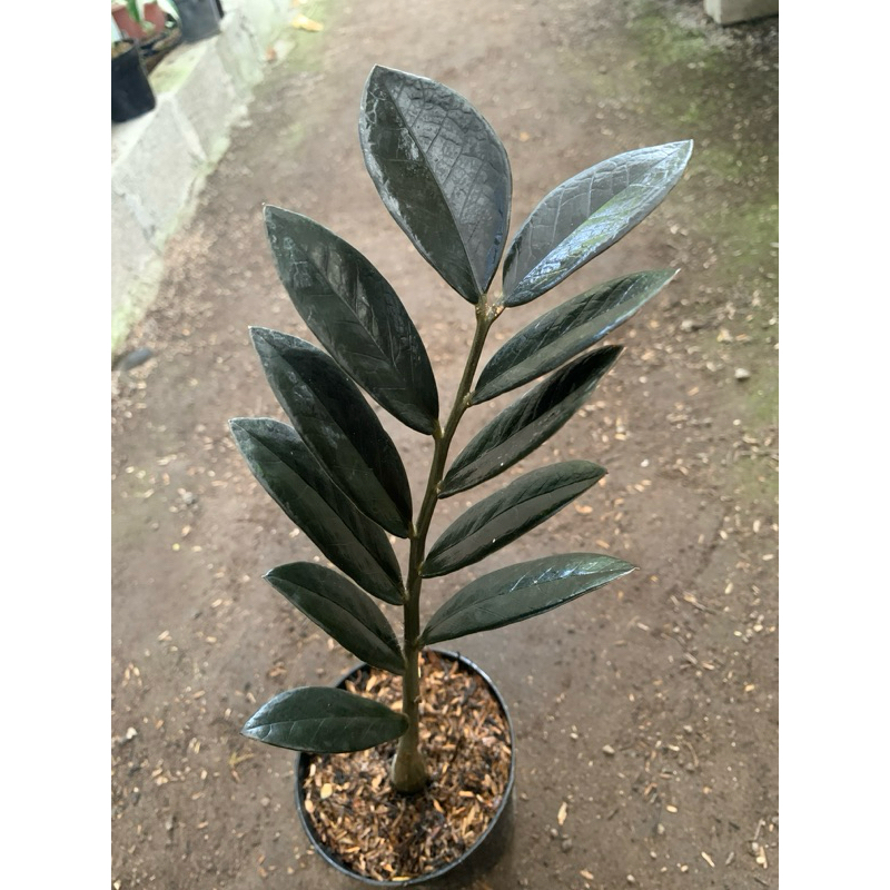 Jual Zamia Black | Shopee Indonesia
