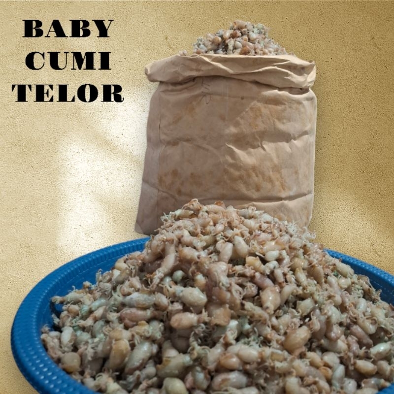 Jual Baby Cumi Telor/ Baby Cumi Telur | Shopee Indonesia