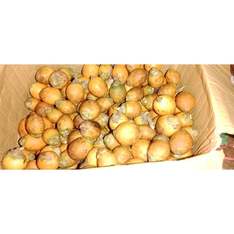 Jual BUAH PINANG TUA SEGAR FRESH 500GR | Shopee Indonesia