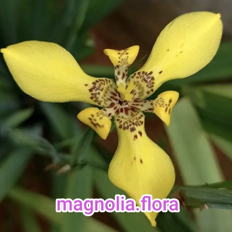 Jual Neomarica longifolia / iris airish irish kuning / bibit tanaman ...