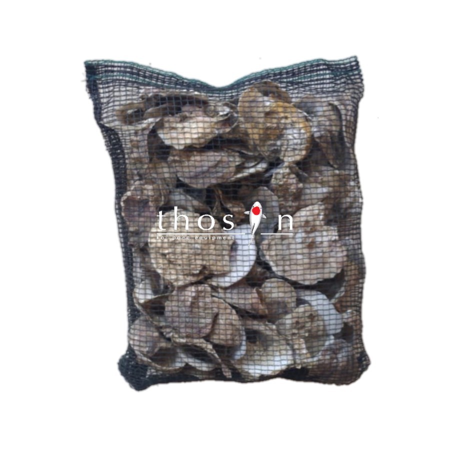 Jual PH Buffer Oyster Shell Media Filter Kolam Koi Kulit Kerang 1 kg ...