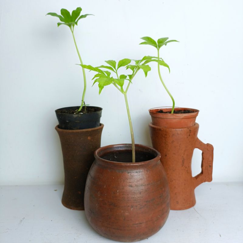 Jual Tanaman Unik Suweg / Amorphophallus Paeoniifolius | Shopee Indonesia