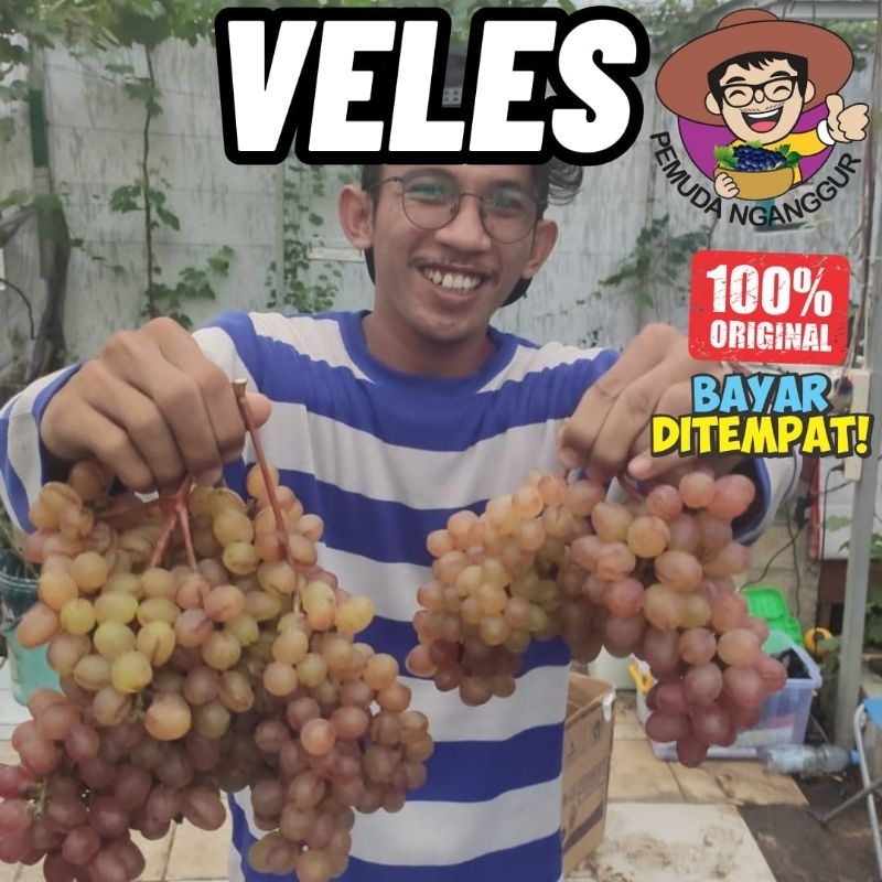 Jual Bibit Anggur Import KISMISH VELEZ / VELES GAMPANG BERBUAH PEMUDA ...