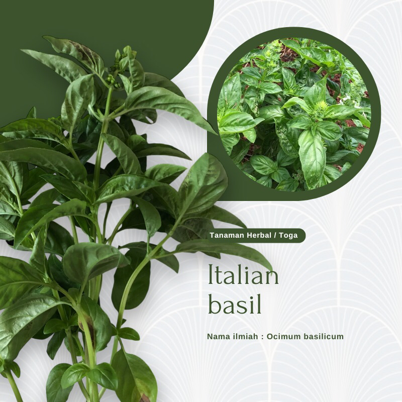 Jual Tanaman Herbal Rempah Sweet Basil / Italian Basil | Shopee Indonesia