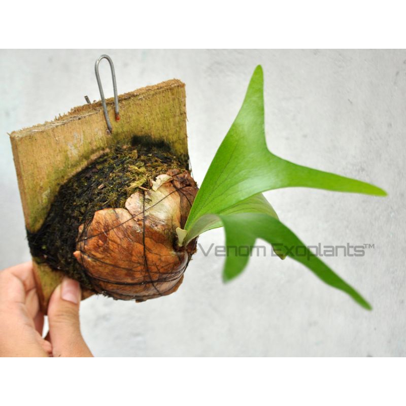 Jual VE Platycerium alcicorne afrika tanaman pakis paku fern kadaka ...