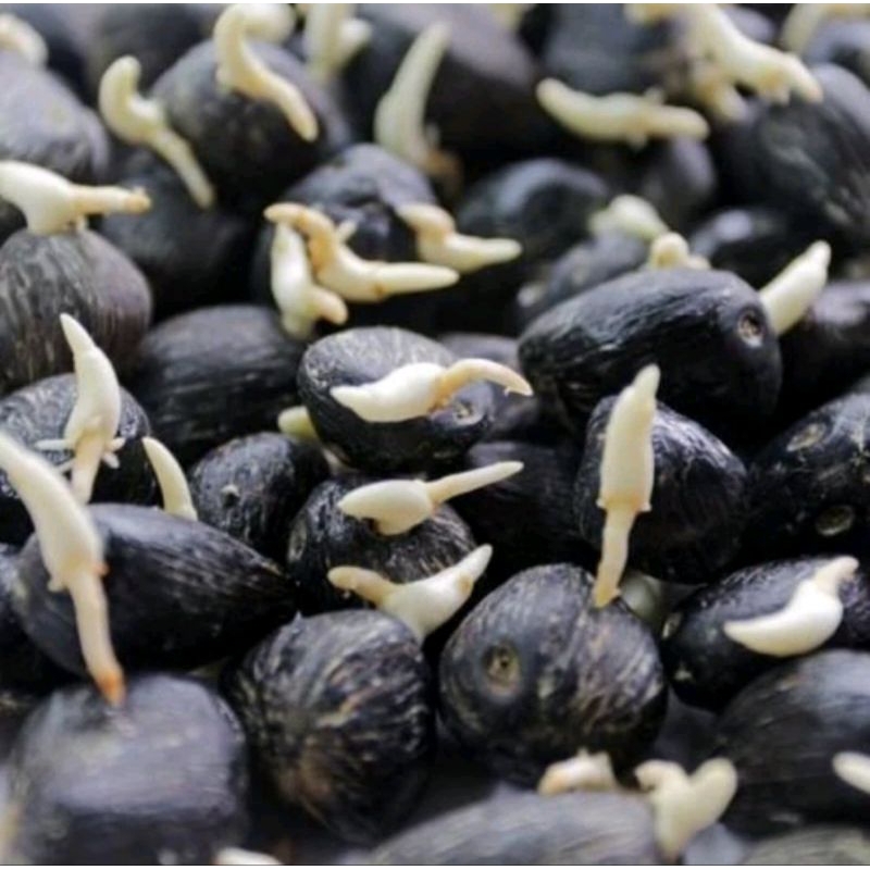 Jual 100 Butir Benih Bibit Polong Kecambah sawit Verdant Select ...