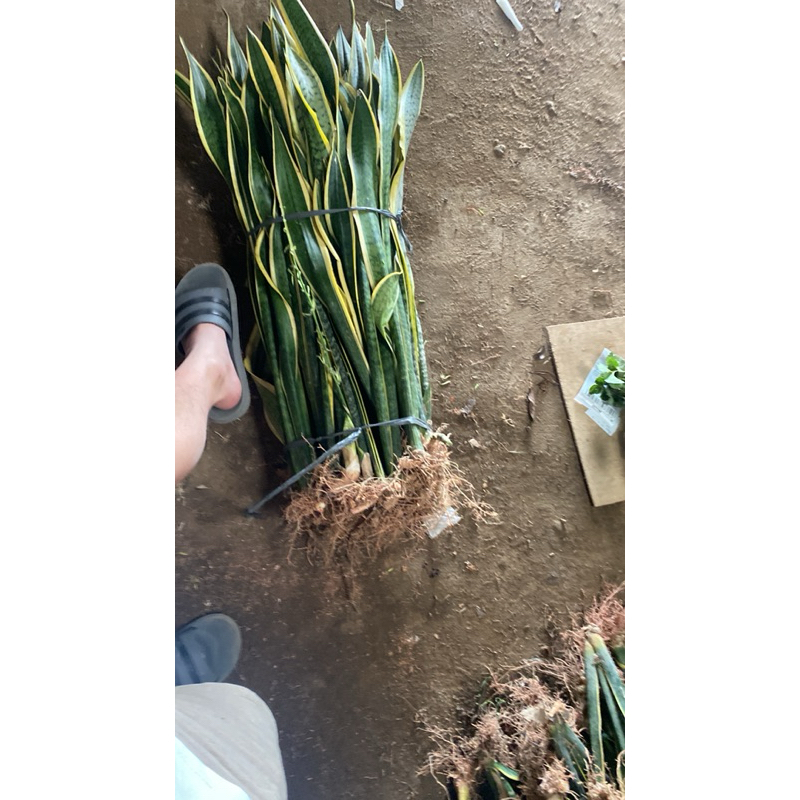 Jual KEBUN.MUKLIS - Paket 20 Tanaman Hias Lidah Mertua / Senseiviera ...