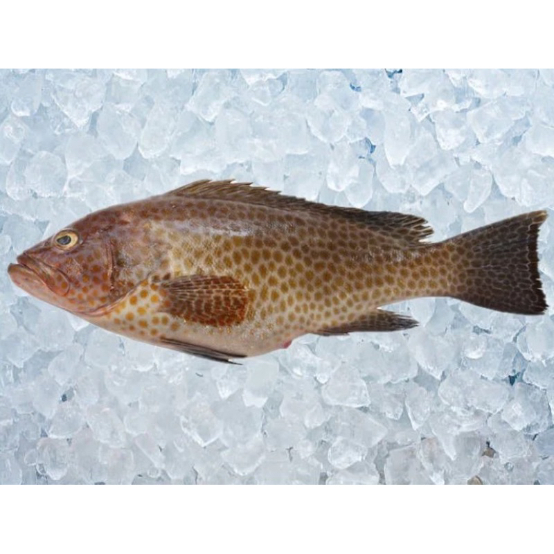 Jual Grouper Whole Fresh (Ikan Kerapu Utuh) - Golden Bali Fish Market ...