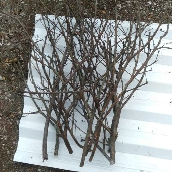 Jual Ranting hias kayu | Shopee Indonesia