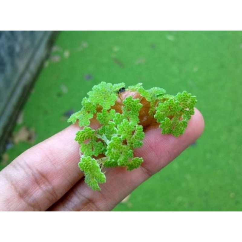 Jual Tanaman Azolla Segar - Bibit Azolla 500 gr | Shopee Indonesia