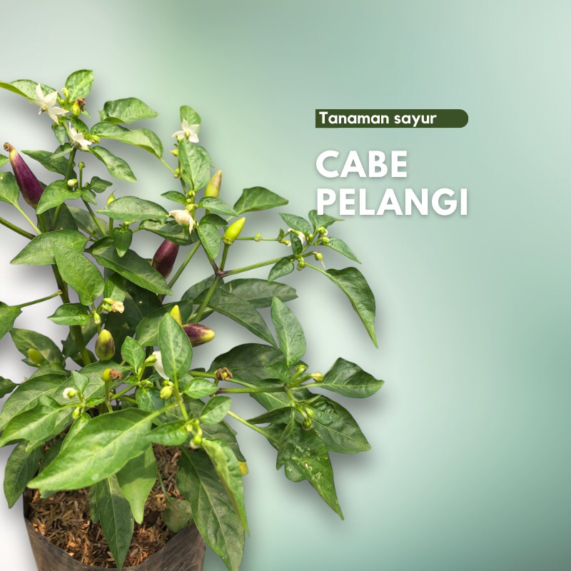 Jual Tanaman Cabe pelangi / Cabai / Lombok Pelangi ( Sudah Berbuah ...