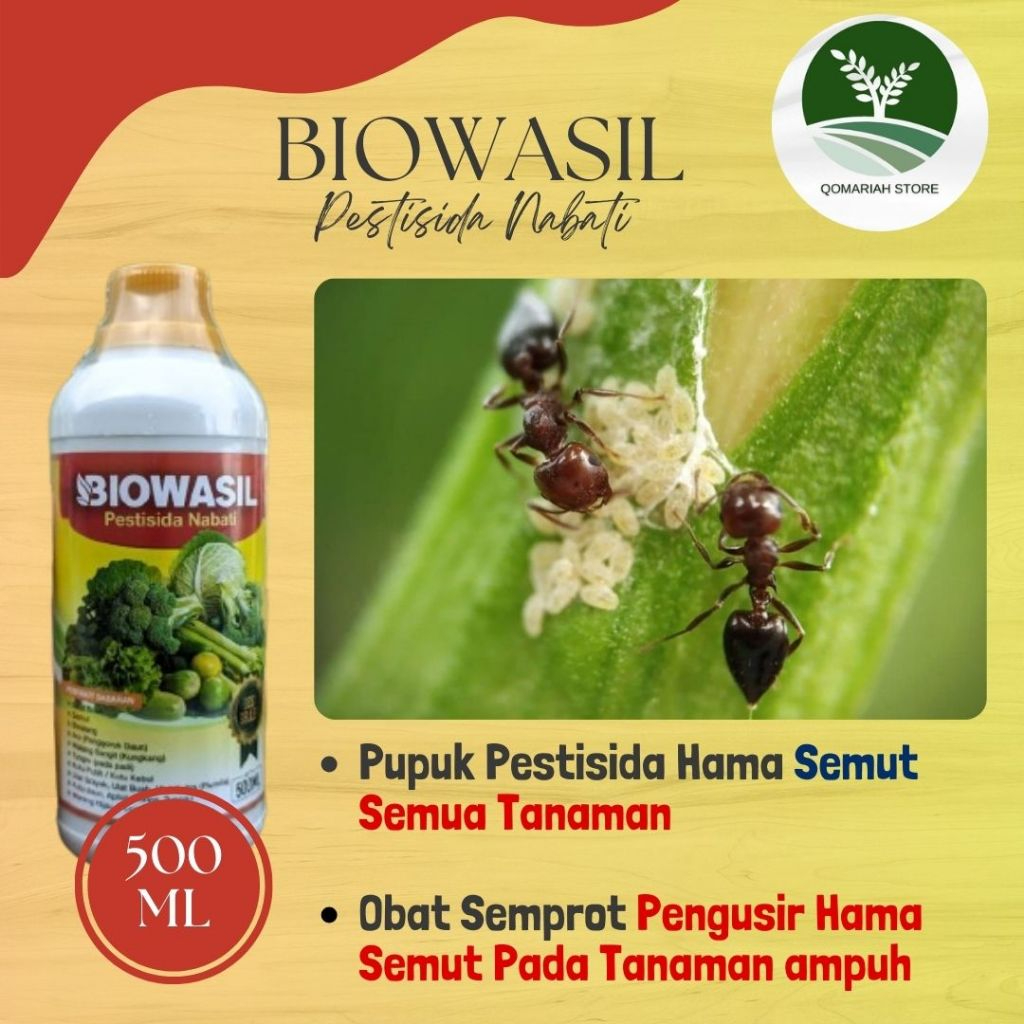 Jual Obat semprot basmi hama semut semua tanaman (durian,rambutan ...
