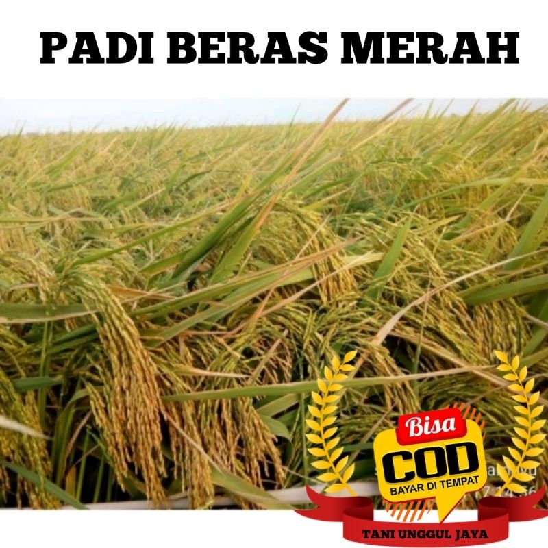 Jual Benih Padi Beras Merah Aromatik Kemasan 1kg | Shopee Indonesia