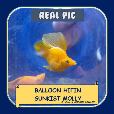 Jual IKAN HIAS AIR TAWAR - MOLLY BALON ORANGE SUNKIST HIFIN EKOR BONDOL ...
