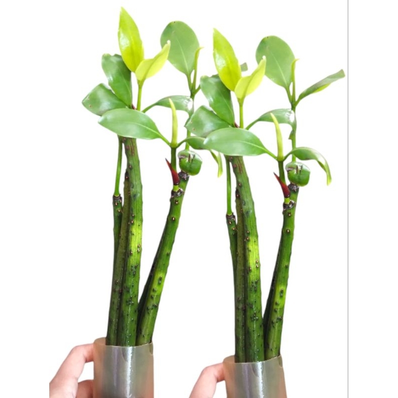 Jual BIBIT POHON BAKAU | MANGROVE 50 CM | Shopee Indonesia