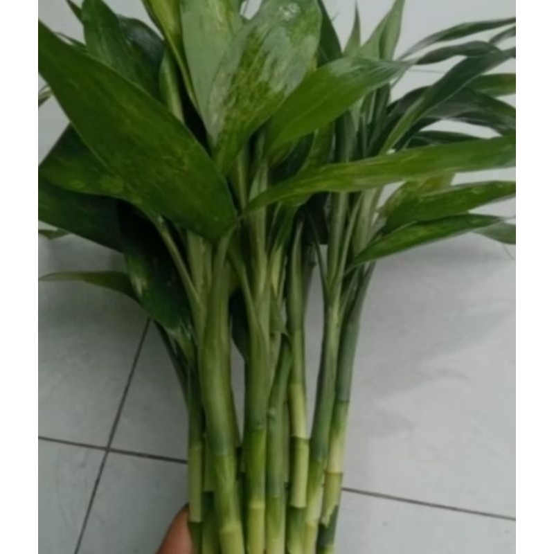 Jual Bambu hoki sri rezeki perbatang - Bambu hoki tanaman hias | Shopee ...