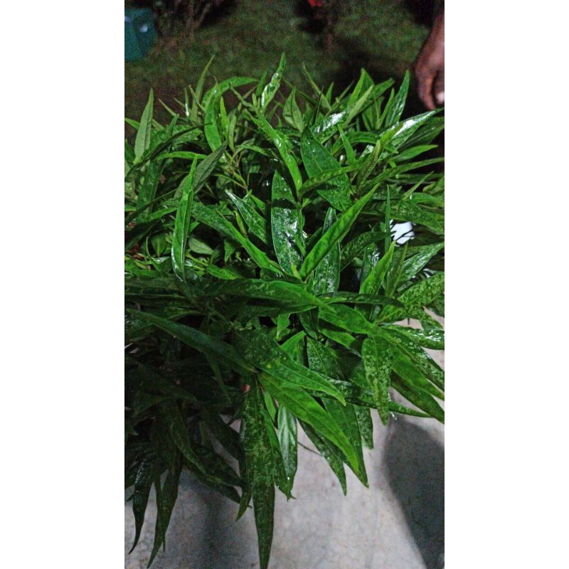 Jual Tanaman gandarusa (Justicia gendarussa burm. F) | Shopee Indonesia