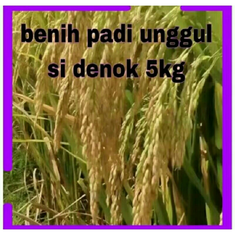 Jual BENIH PADI SI DENOK SUPER LEBAT 1KG | Shopee Indonesia