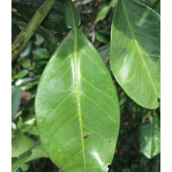 Jual Daun Jeruk Bali Fresh Petik Langsung Perlembar | Shopee Indonesia