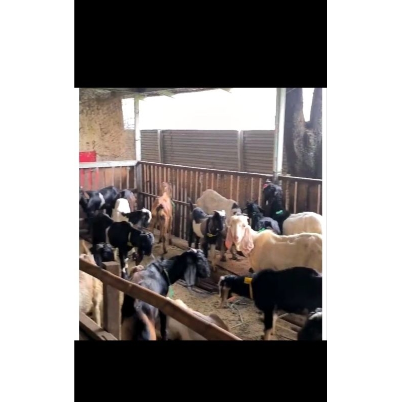 Jual kambing domba hidup aqiqah qurban KIRIM HIDUP BUKAN TEBAR QURBAN | Shopee Indonesia